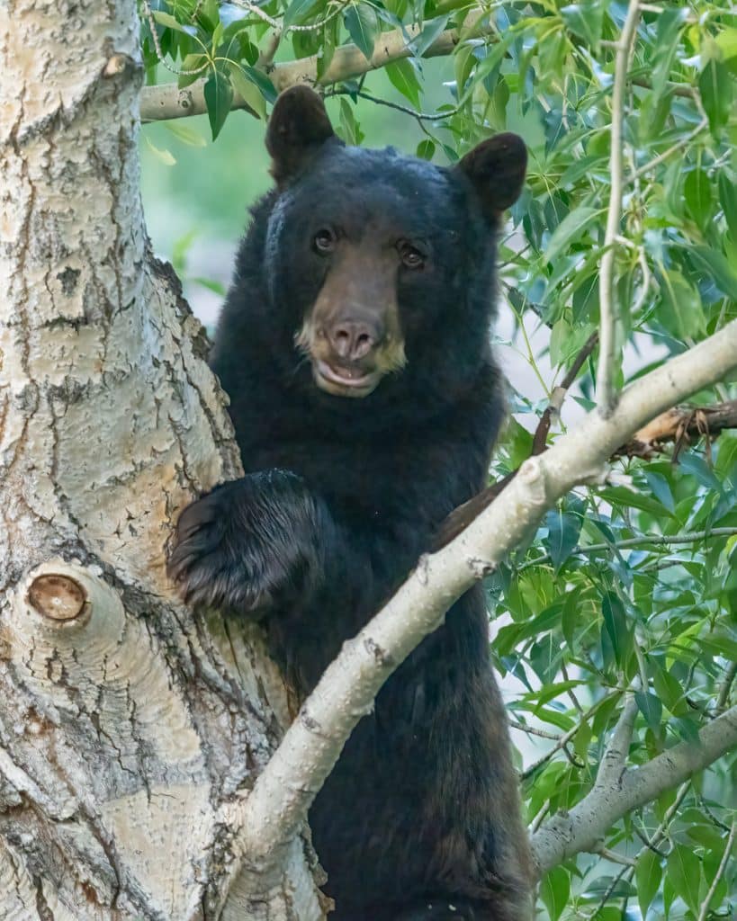 Wildlife Roundtable: The bears are waking from hibernation in Eagle ...